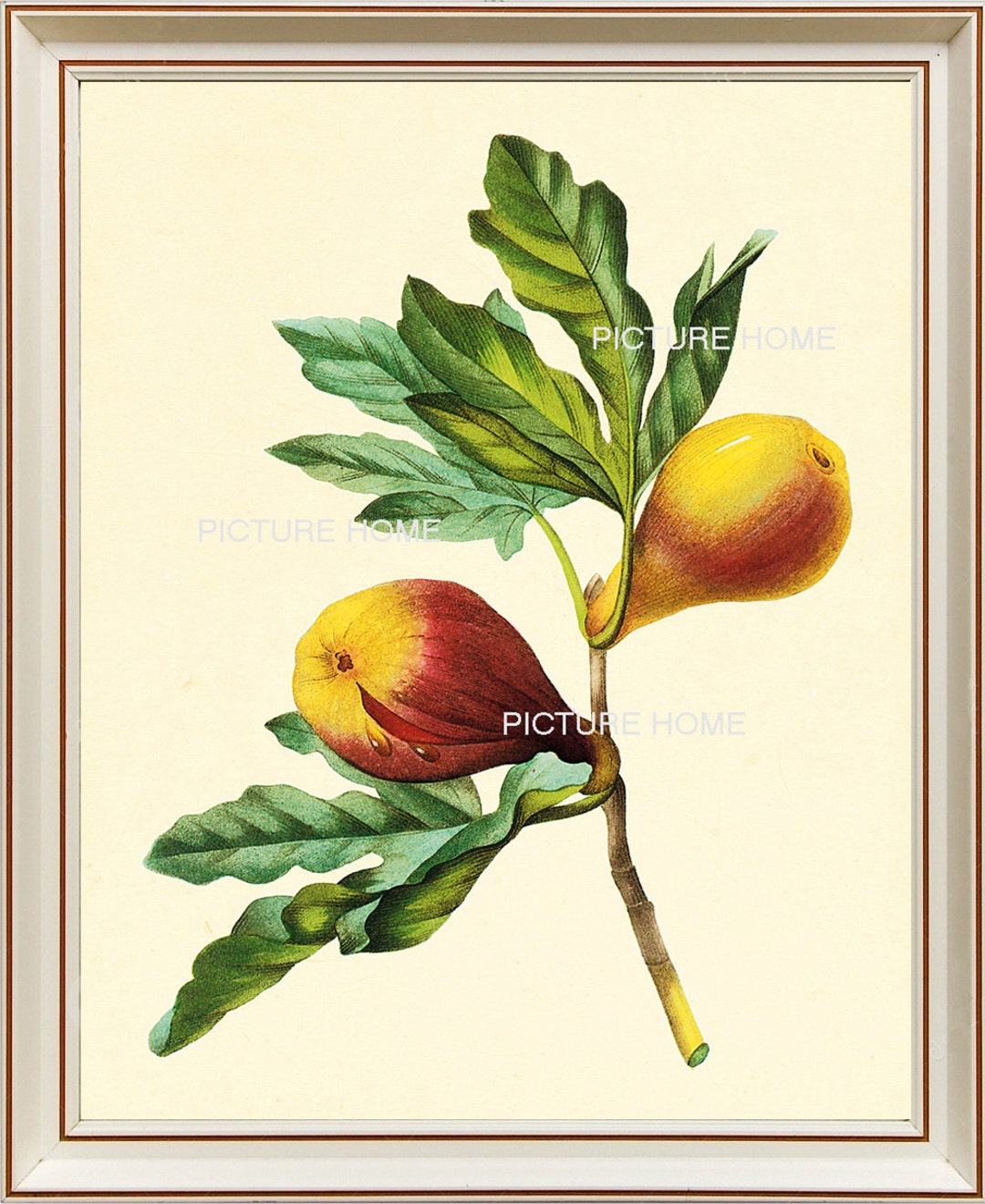 Fig Fruit Botanical Print 41 Beautiful 8X10 Antique Redoute Art Room ...