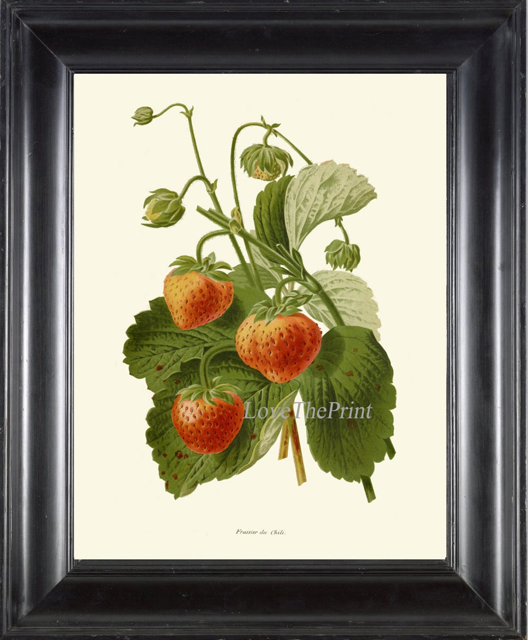 Strawberries Botanical Print IH930 Beautiful Antique Strawberry Plant ...