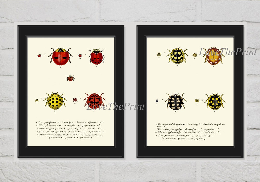 Ladybug Print Wall Art Set of 2 Prints Beautiful Antique - Etsy