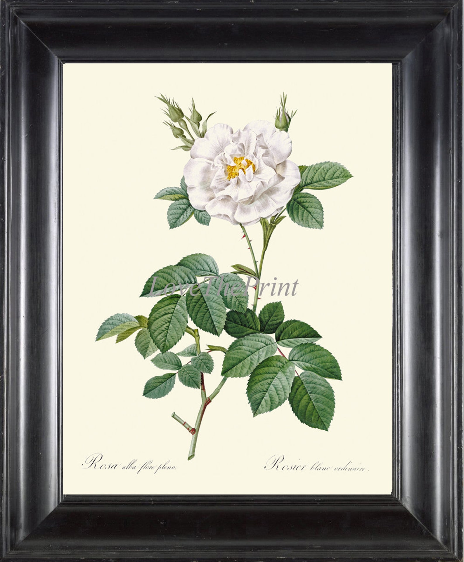 White Rose Flower Botanical Wall Art Print LRR7 Beautiful Antique ...