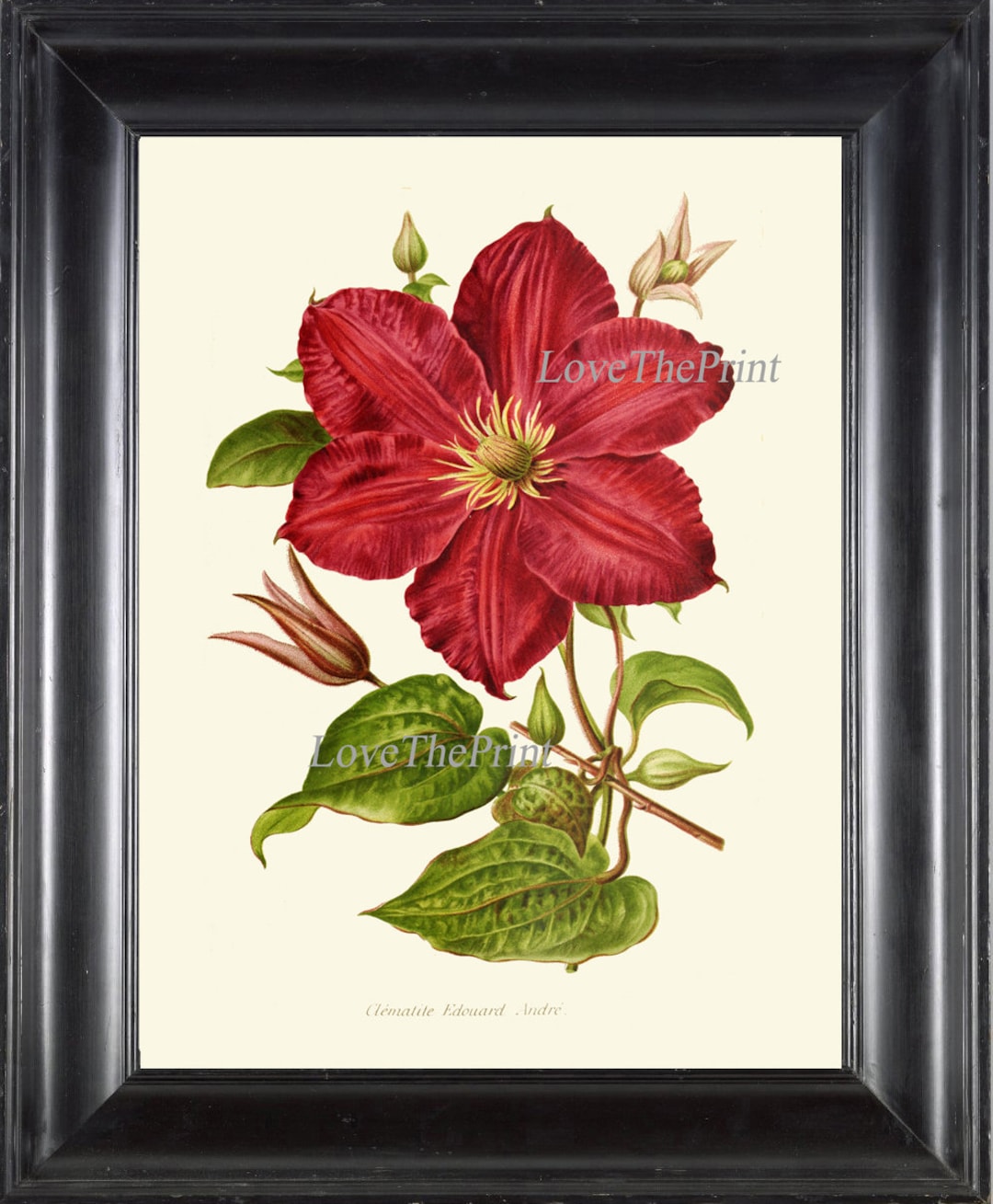 Clematis Botanical Print IH831 Beautiful Antique Vintage Large Tropical ...