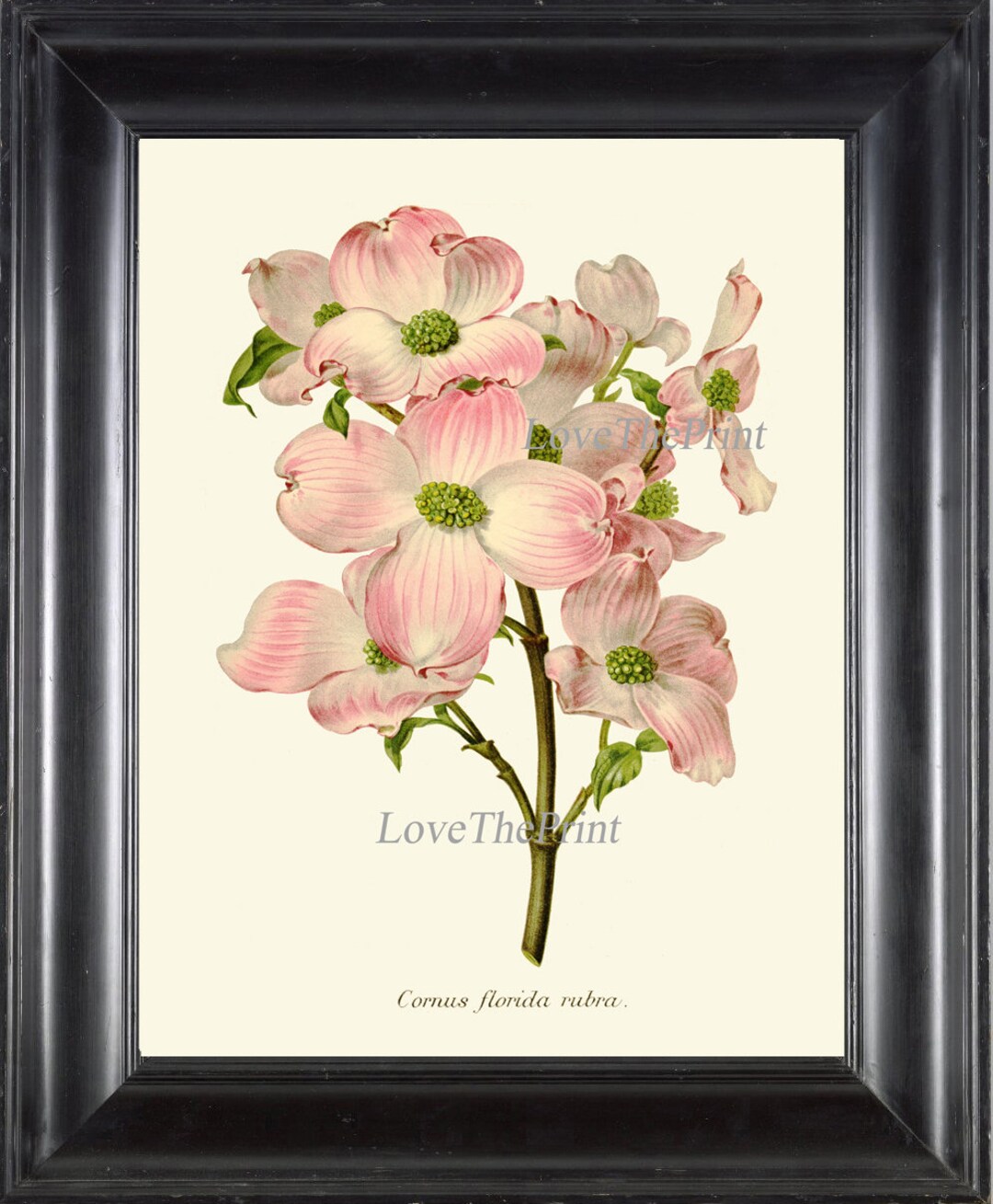 Dogwood Print IH824 Beautiful Botanical Wall Art Antique Vintage ...