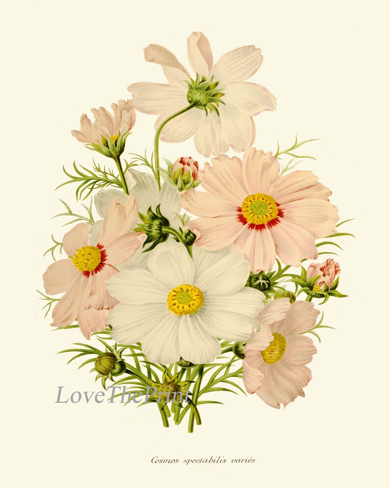 Botanical Print IH848 Beautiful Antique Vintage Cosmos White | Etsy