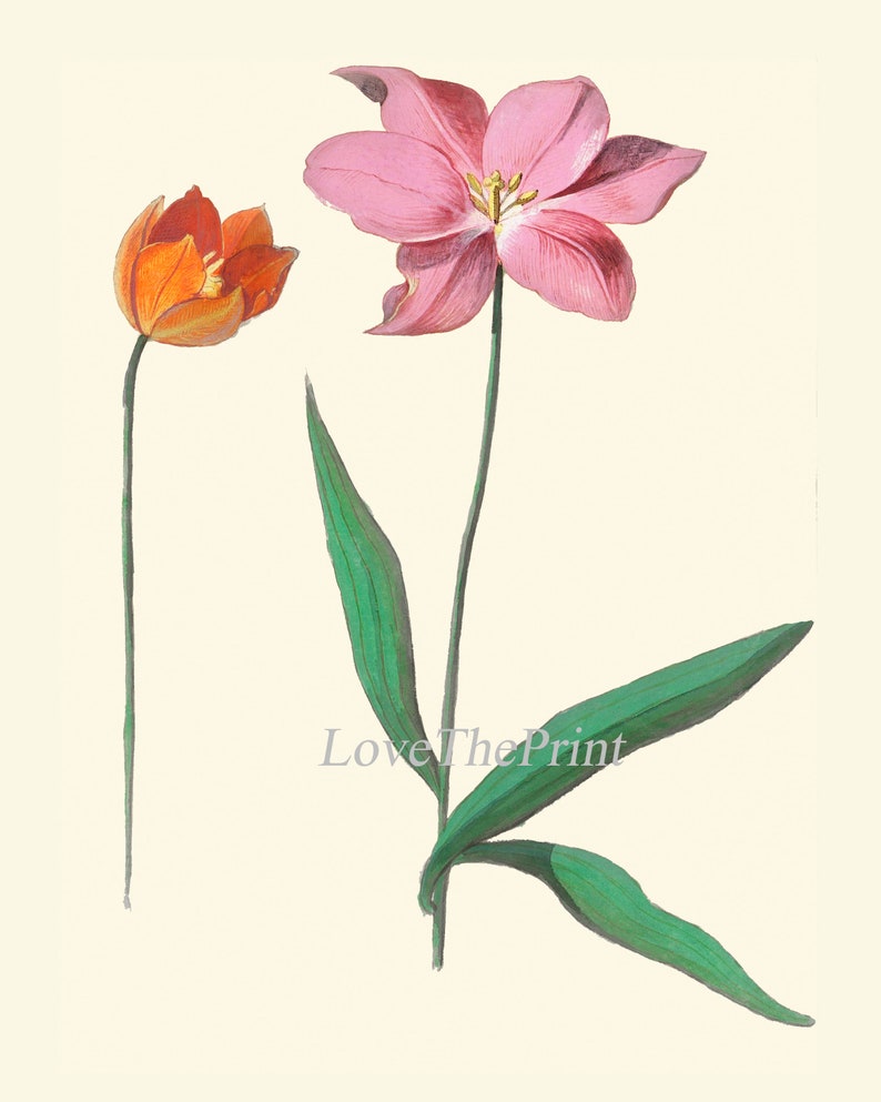 Tulips Botanical Wall Art Print Set 6 Beautiful Antique | Etsy