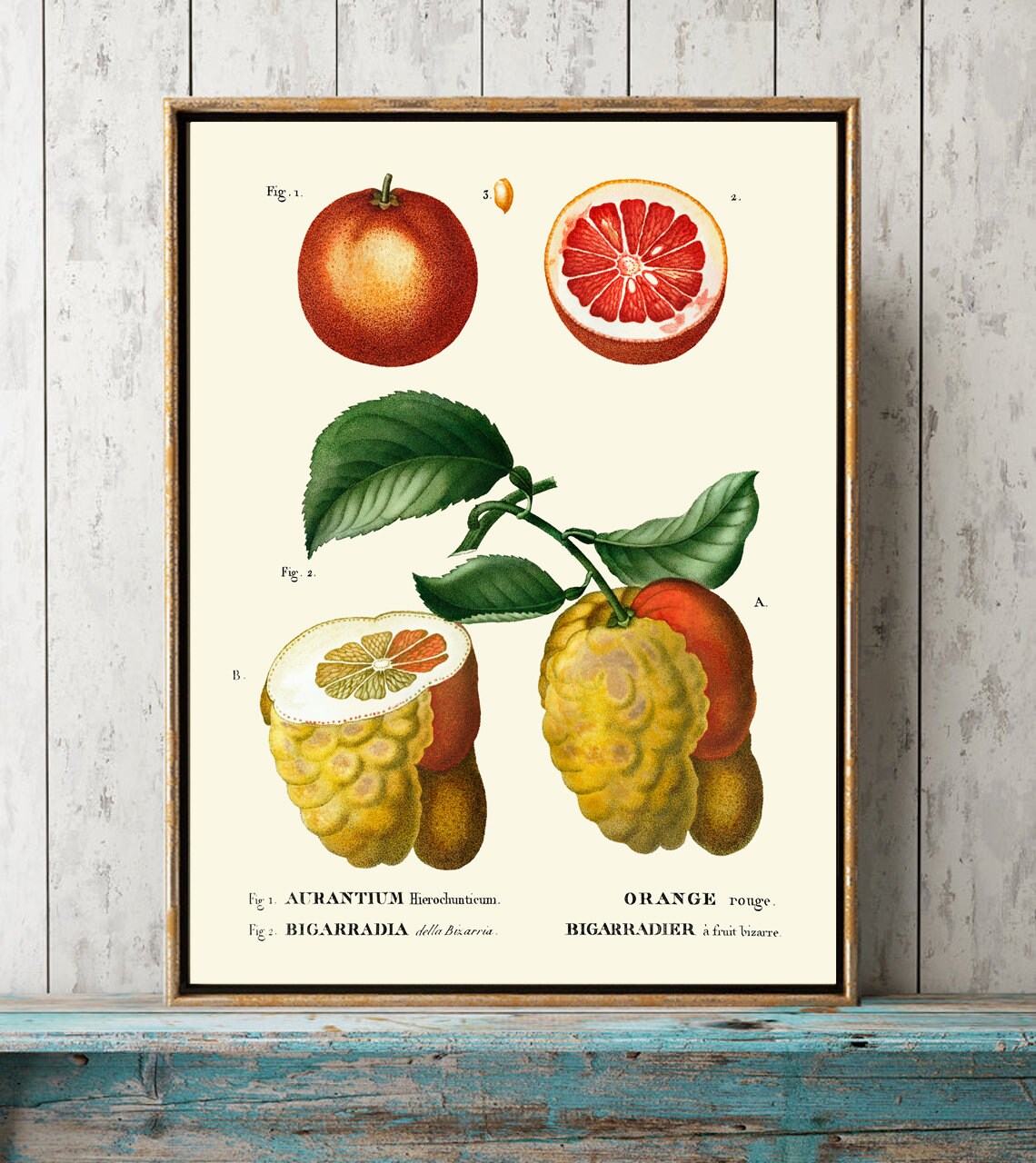 Citrus Lemon Orange Prints Wall Art Print Set of 2 Beautiful | Etsy