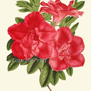 AZALEA Botanical Art Print H561 Beautiful Antique Red Pink Flower ...