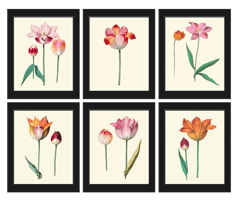Tulips Botanical Wall Art Print Set 6 Beautiful Antique | Etsy