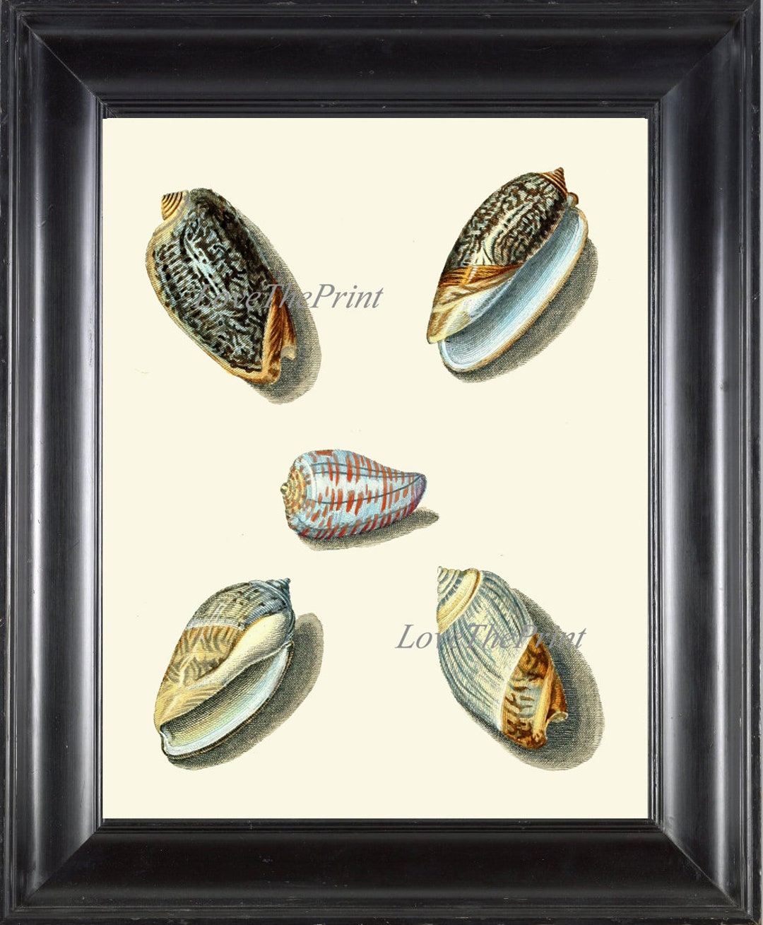 Seashell Print KN38 Wall Art Beautiful Antique Sea Ocean Shell Nautical ...