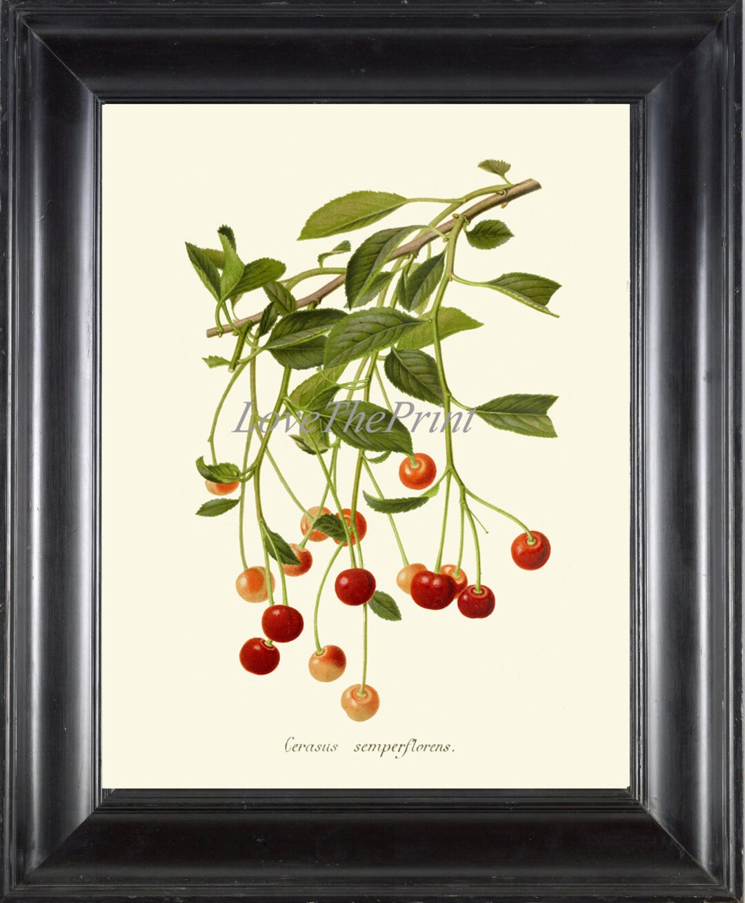 Red Cherries Botanical Print IH936 Beautiful Antique Berries Berry ...