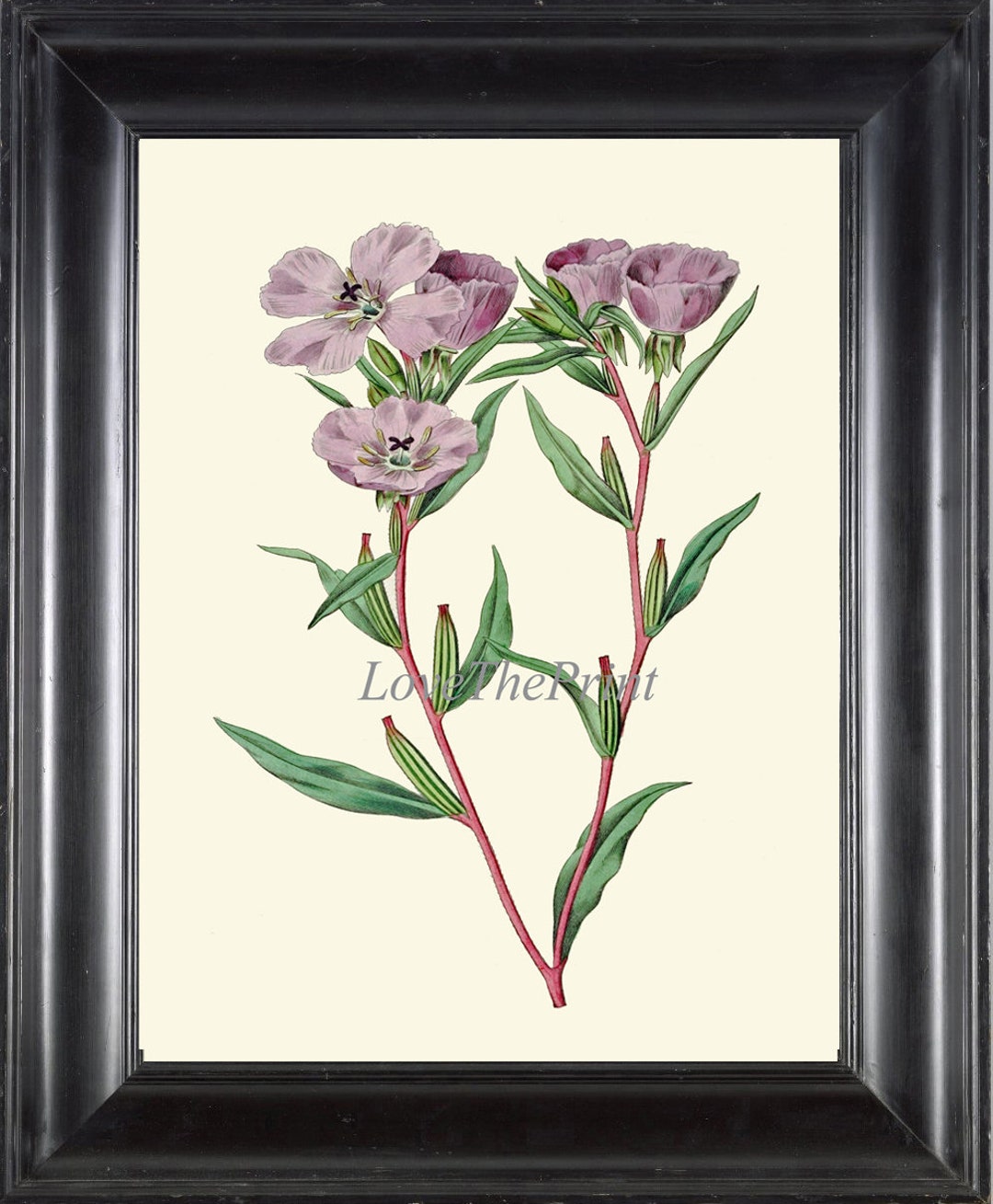 Pink Primrose Botanical Print ED44 Beautiful Antique Evening Primrose ...