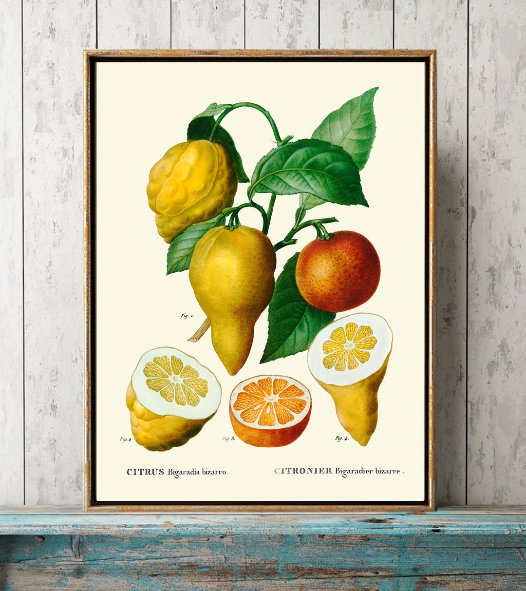 Citrus Fruit Print Wall Art TDA3 Beautiful Antique Botanical Chart Red ...