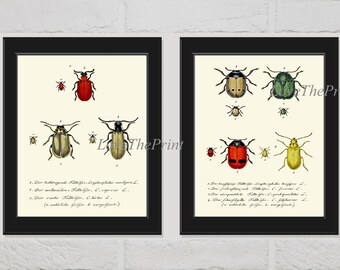 Beetle Prints Wall Art Set of 9 Beautiful Antique Vintage - Etsy