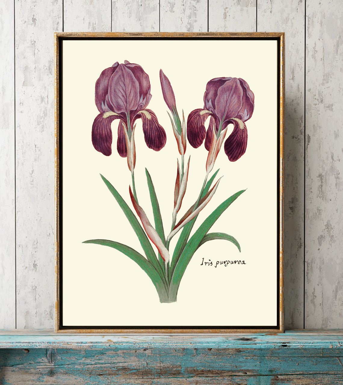 Iris Botanical Flower Wall Art Print AB50 Beautiful Antique | Etsy