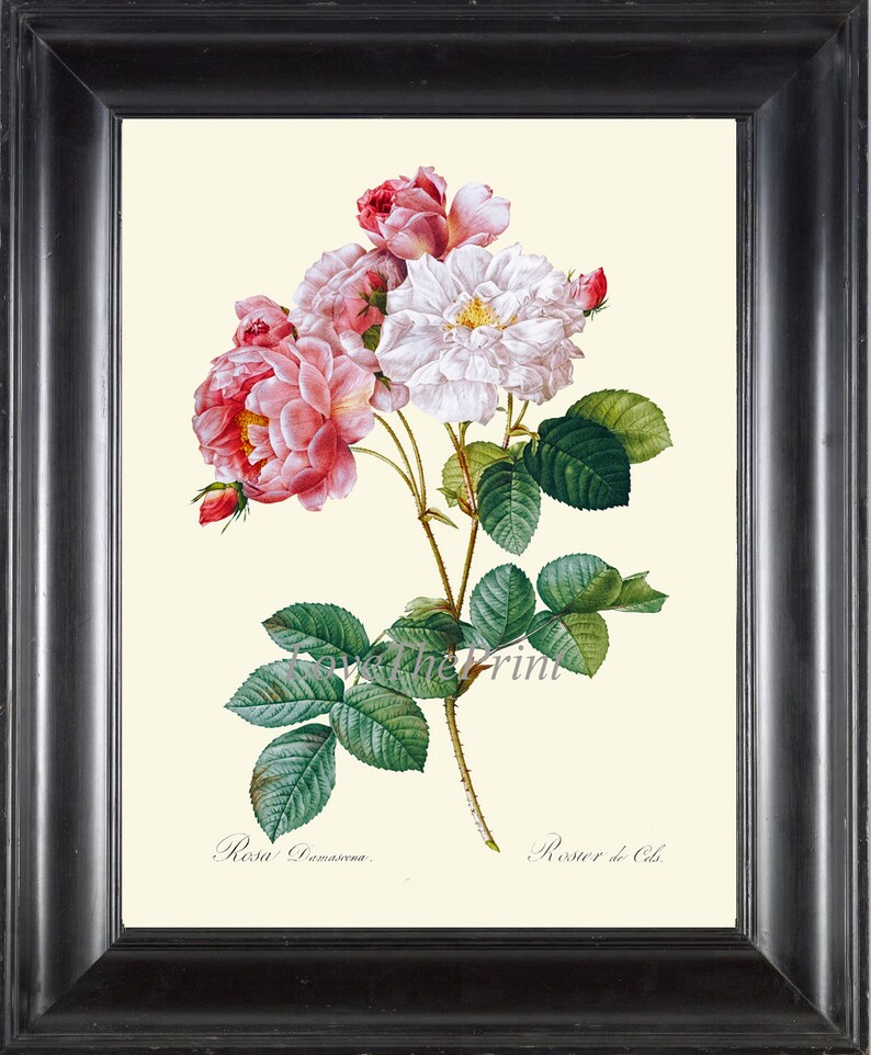 Pink White Roses Botanical Wall Art Print LRR4 Beautiful Antique ...