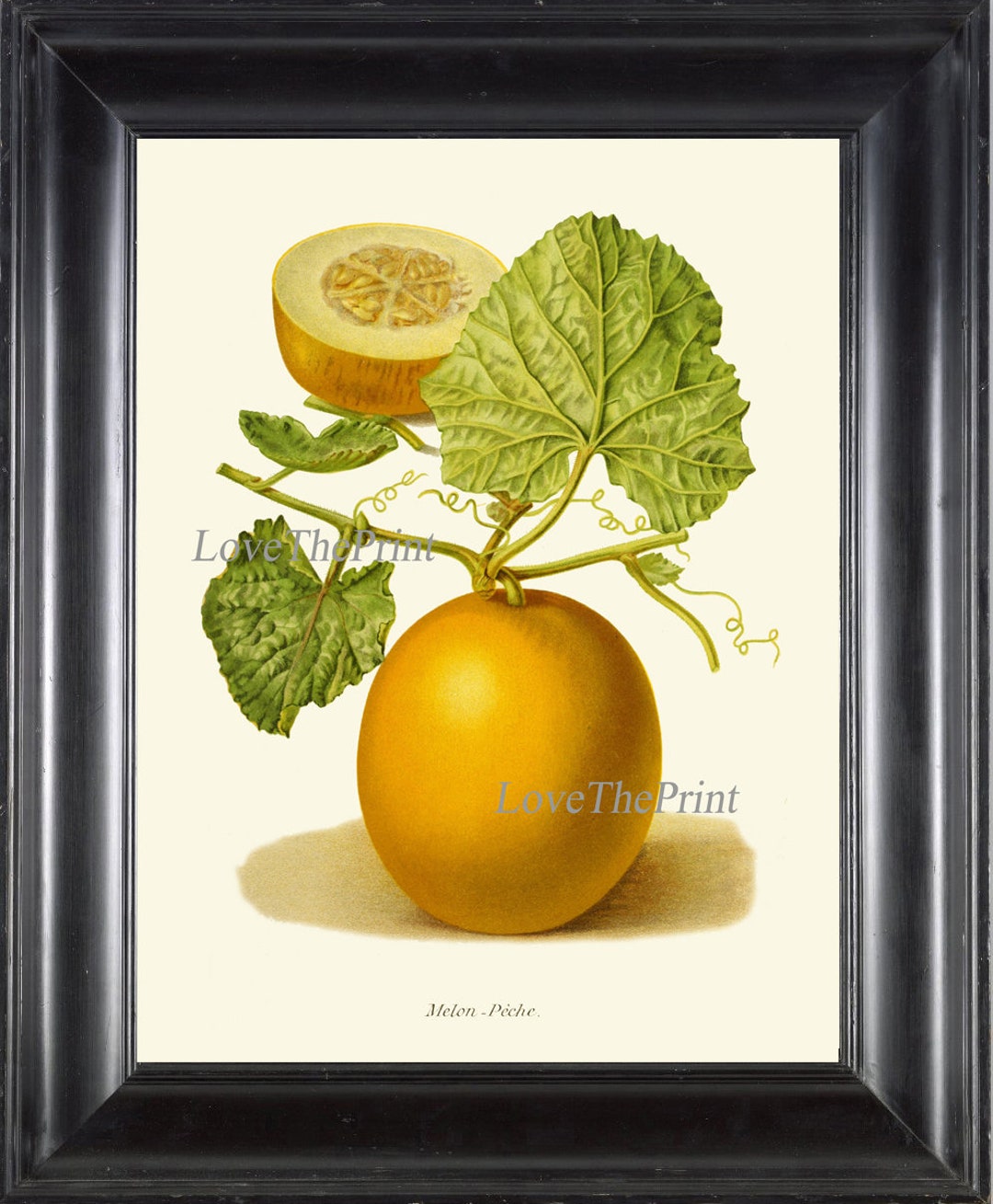 Botanical Print IH847 Beautiful Antique Vintage Melon Fruit Vegetable ...