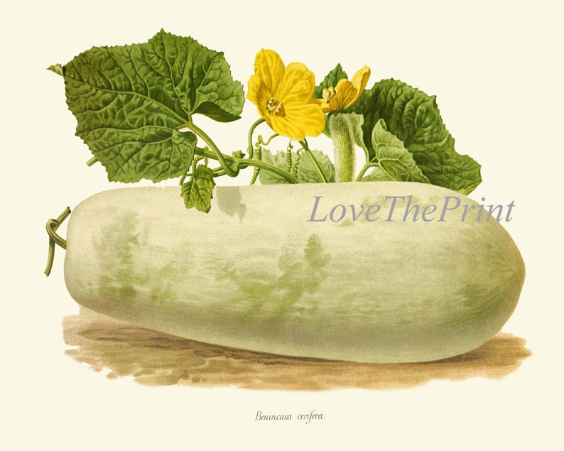 Winter Melon Botanical Print IH890 Beautiful Antique Vegetable - Etsy