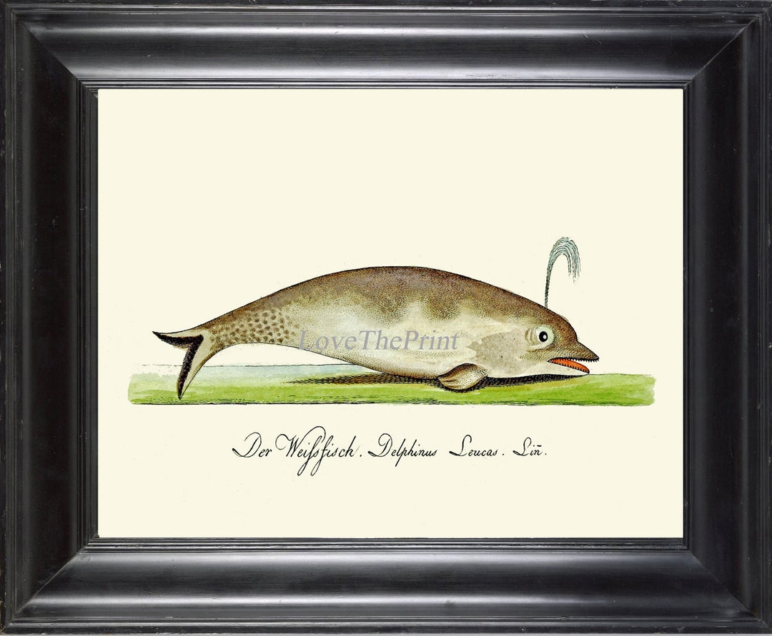 Whale Print GA418 Wall Art Beautiful Antique Sea Ocean Shell Nautical ...