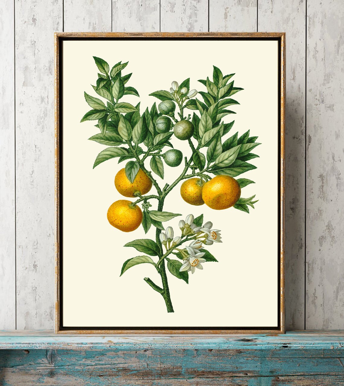 Citrus Print Wall Art TDA11 Beautiful Antique Botanical Tangerine ...