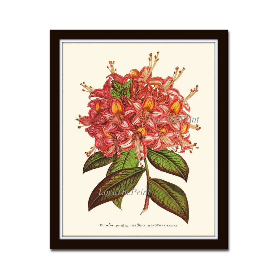 Azalea Flower Botanical Print IH359 Beautiful Antique Spring Summer ...