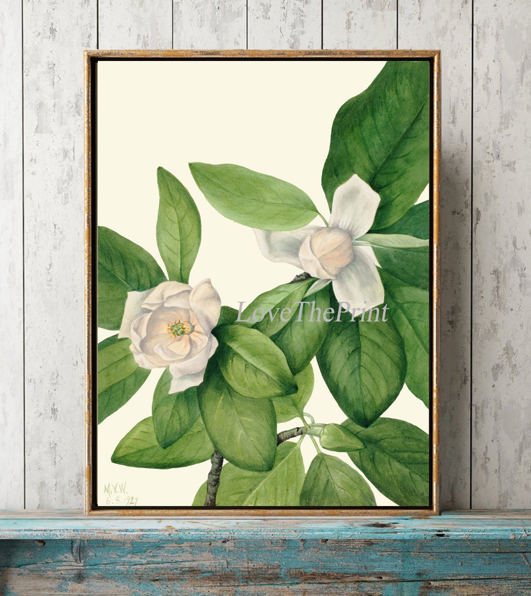 Magnolia Botanical Wall Art Print MVW10 Beautiful Antique White Tree ...