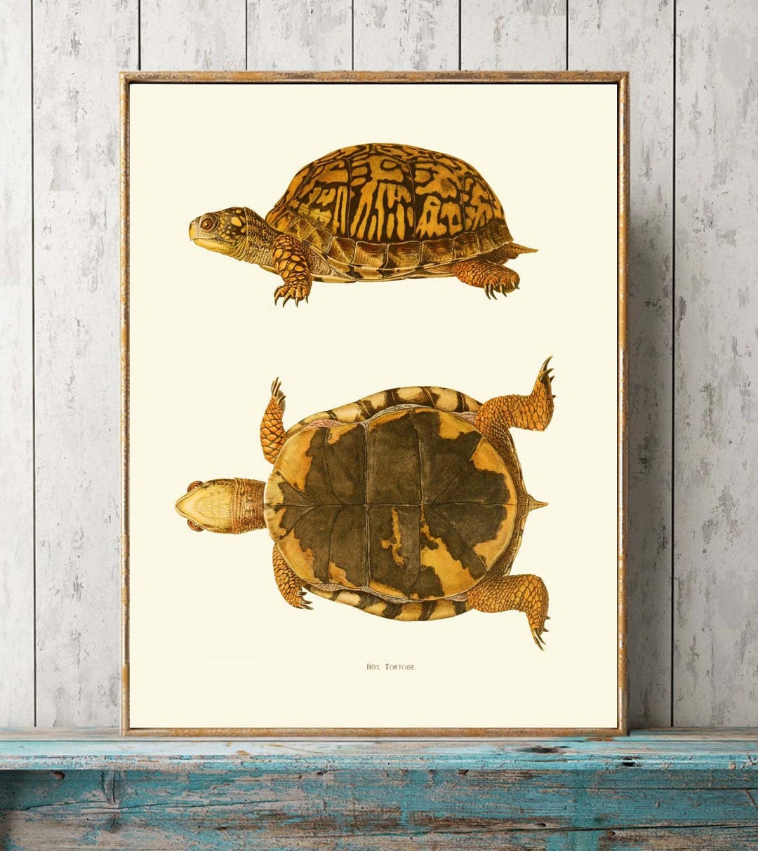 Box Turtle Print Wall Art Tortoise Home Decor TNE12 Beautiful Vintage ...