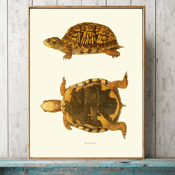 Box Turtle - Etsy
