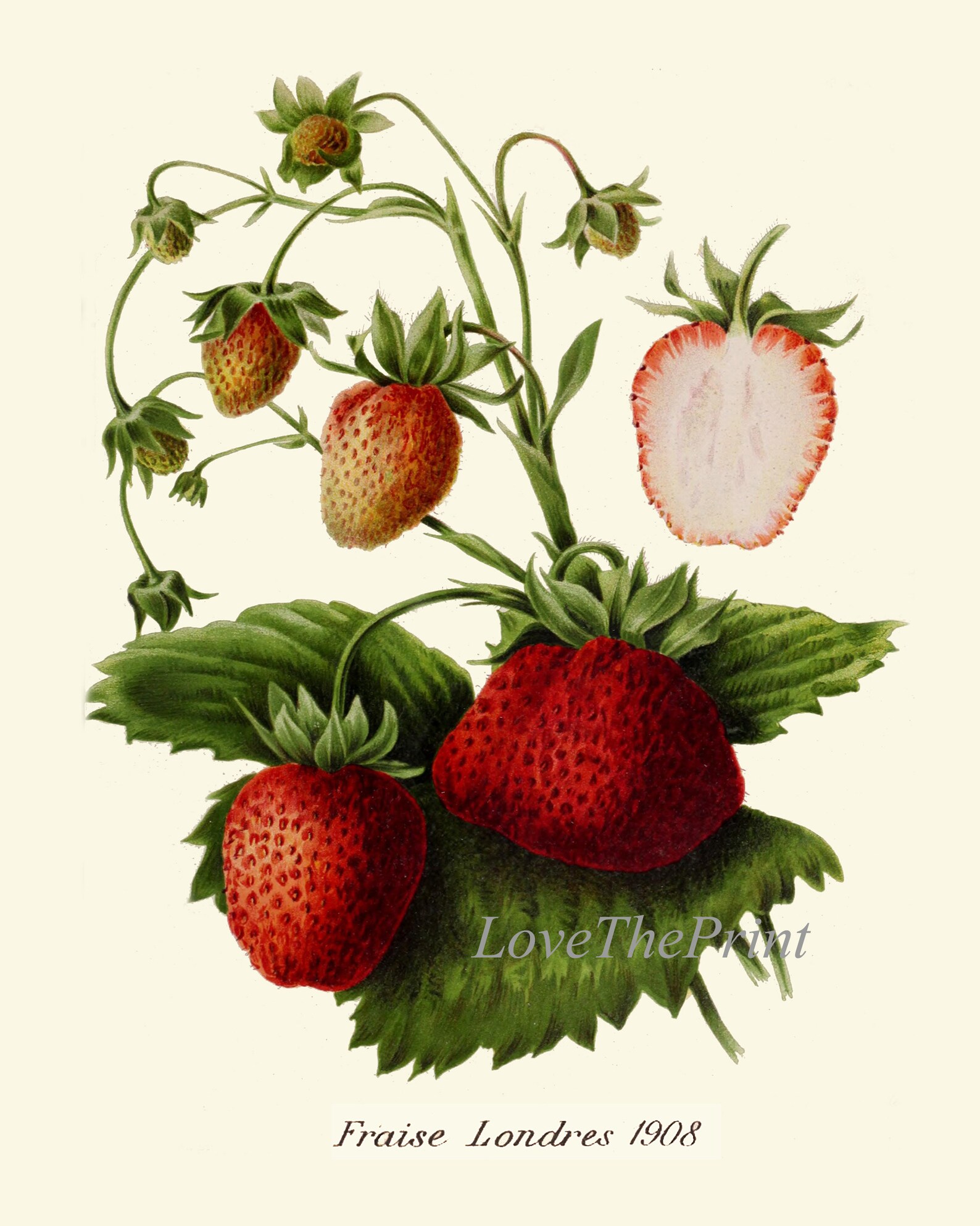 Strawberry Botanical Print IH656 Beautiful Red Berries Antique - Etsy