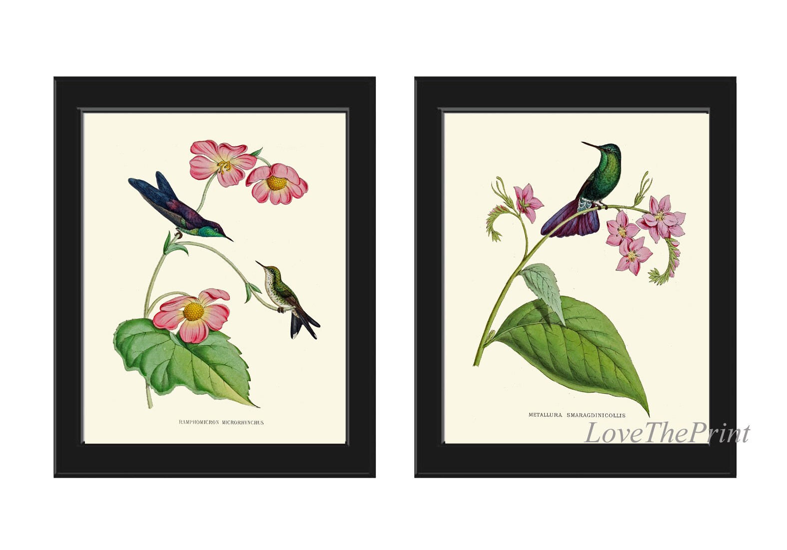 Hummingbird Print Wall Art Set of 2 Beautiful Antique Vintage | Etsy