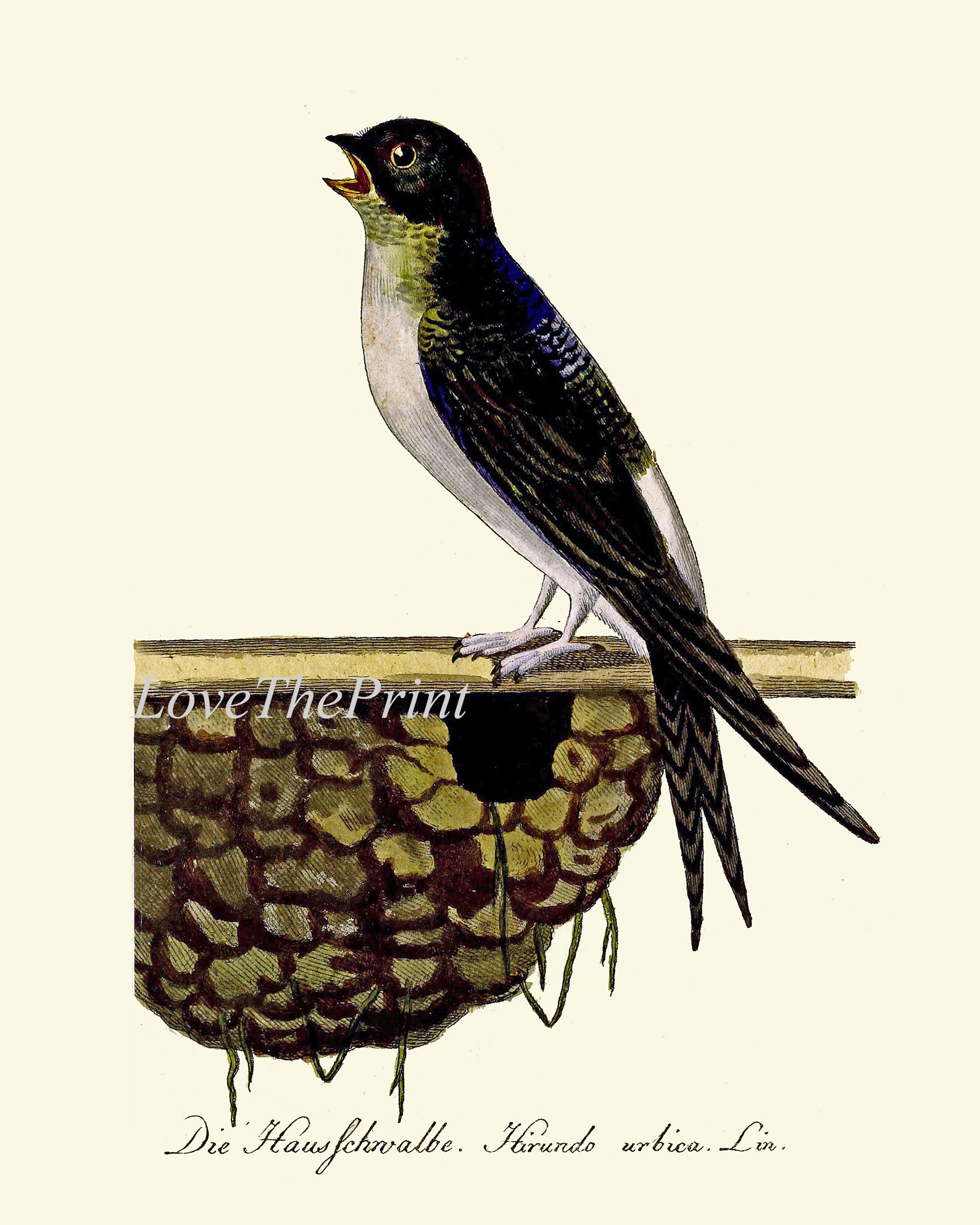 Barn Swallow Bird Nest Print Wall Art Set of 2 Prints - Etsy