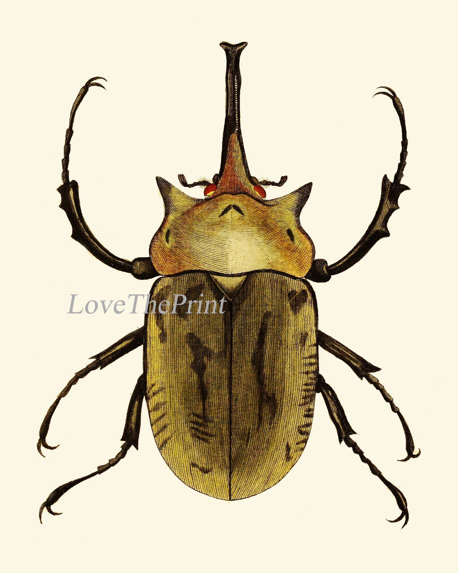 Beetle Wall Art Print Set of 6 Prints Beautiful Antique - Etsy