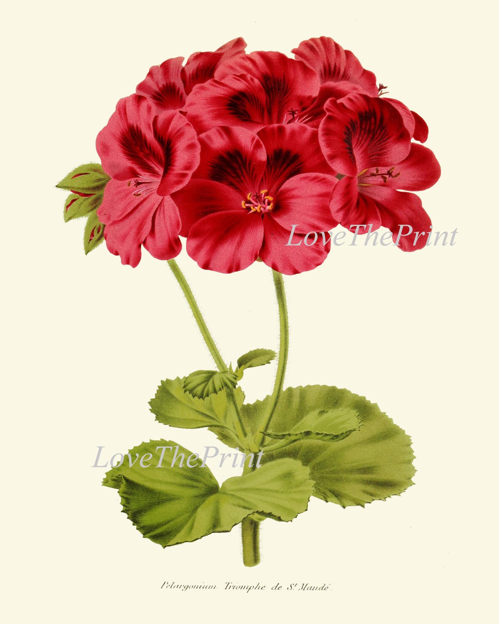 Red Geranium Flower Botanical Print IH063 Beautiful Antique - Etsy