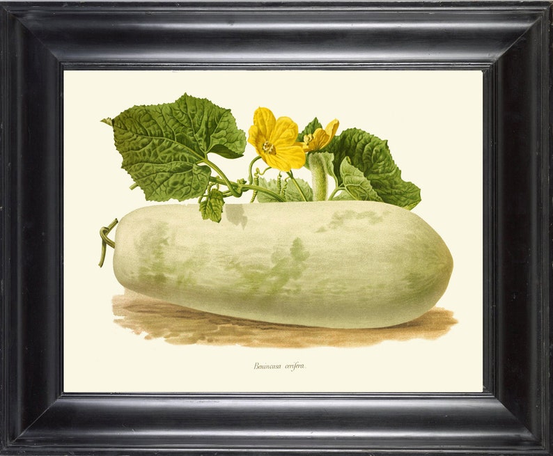 Winter Melon Botanical Print IH890 Beautiful Antique Vegetable - Etsy