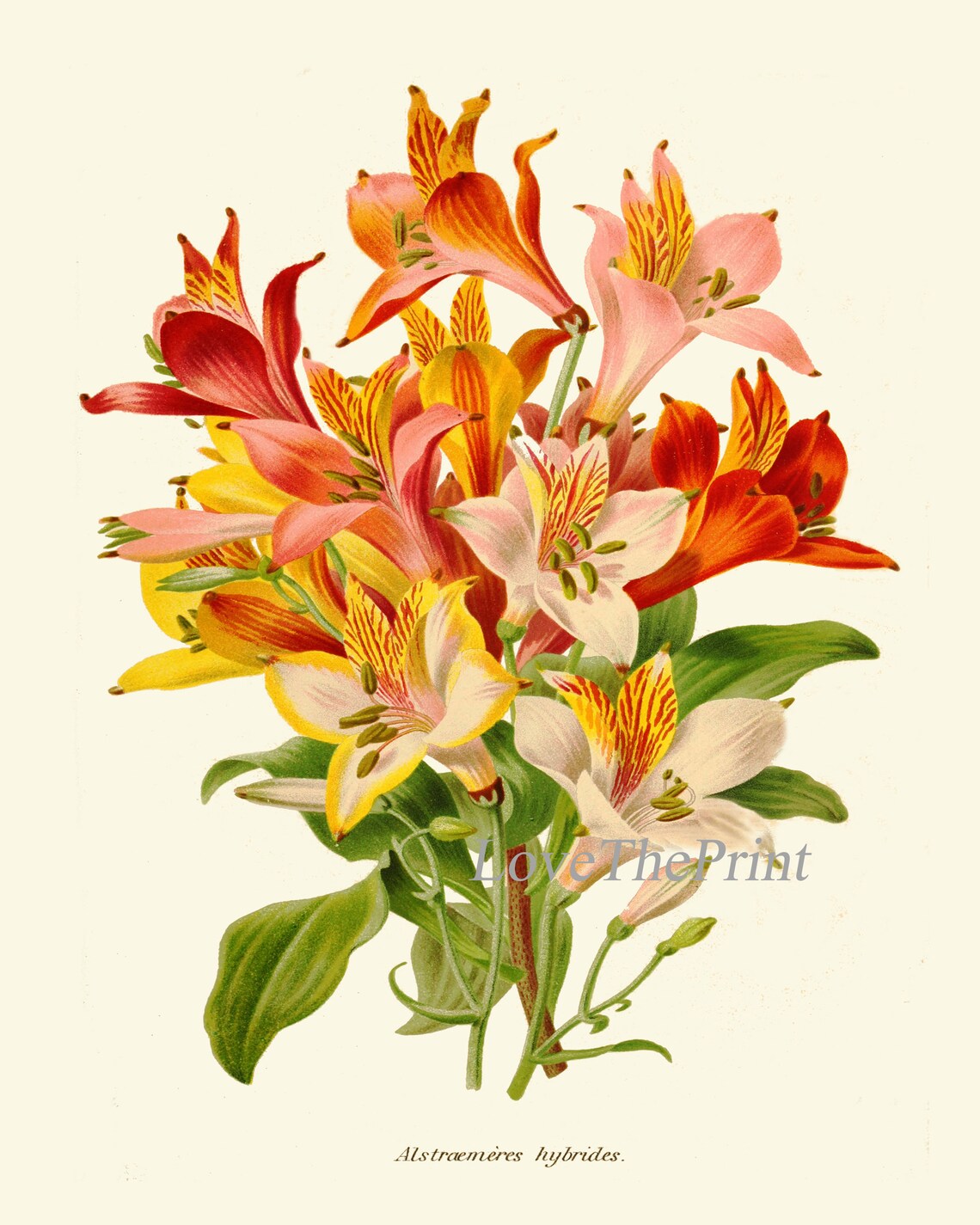 Peruvian Lily Botanical Wall Art Print IH900 Beautiful Antique Colorful ...