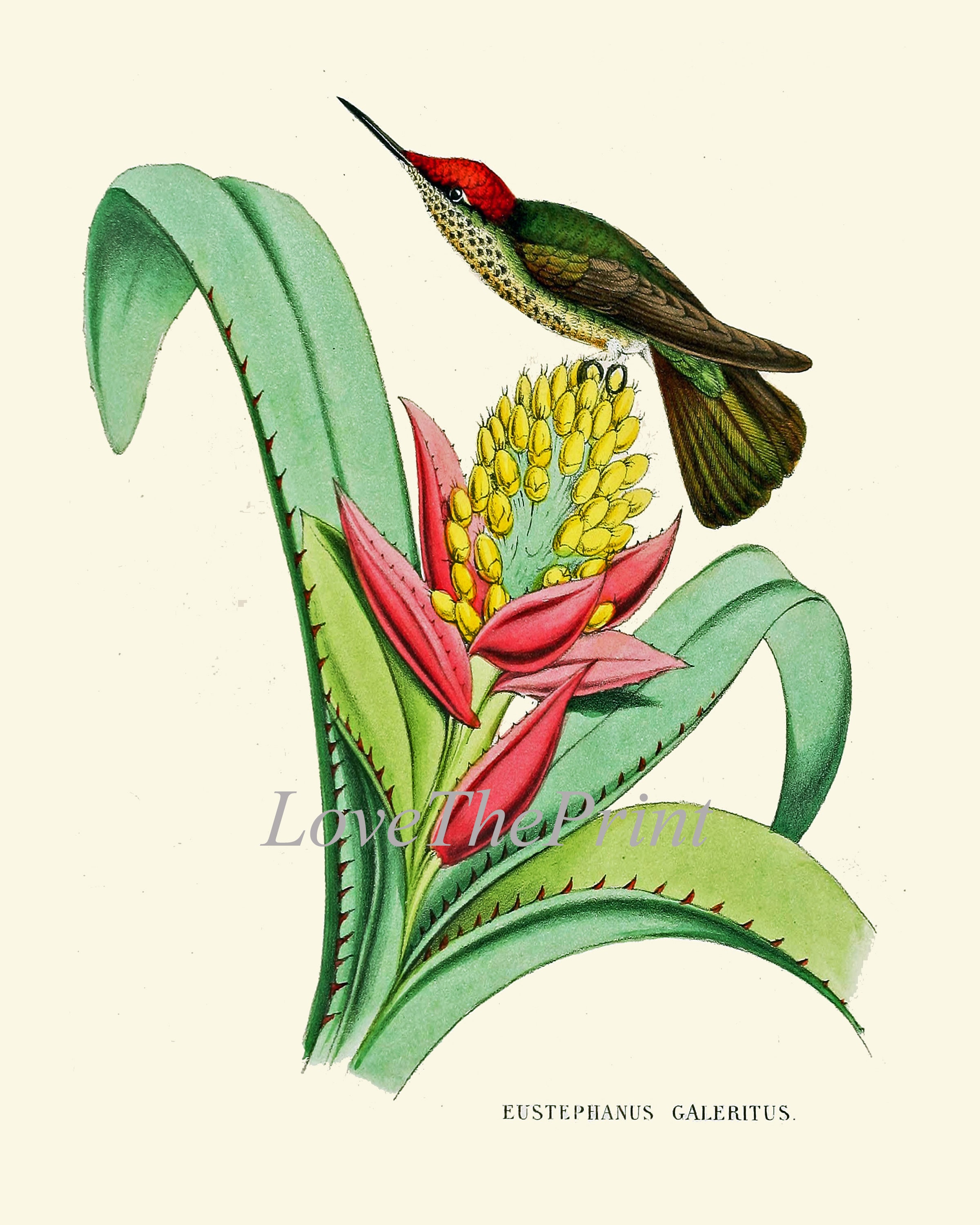 Hummingbird Print Wall Art NDO15 Beautiful Botanical Antique | Etsy