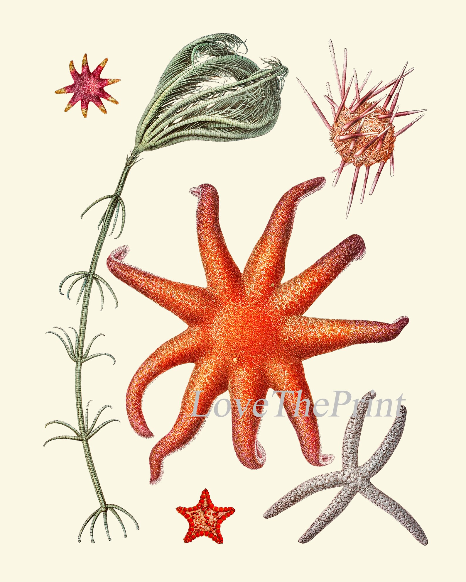 Starfish Prints Set of 4 Beautiful Antique Red Sea Stars - Etsy