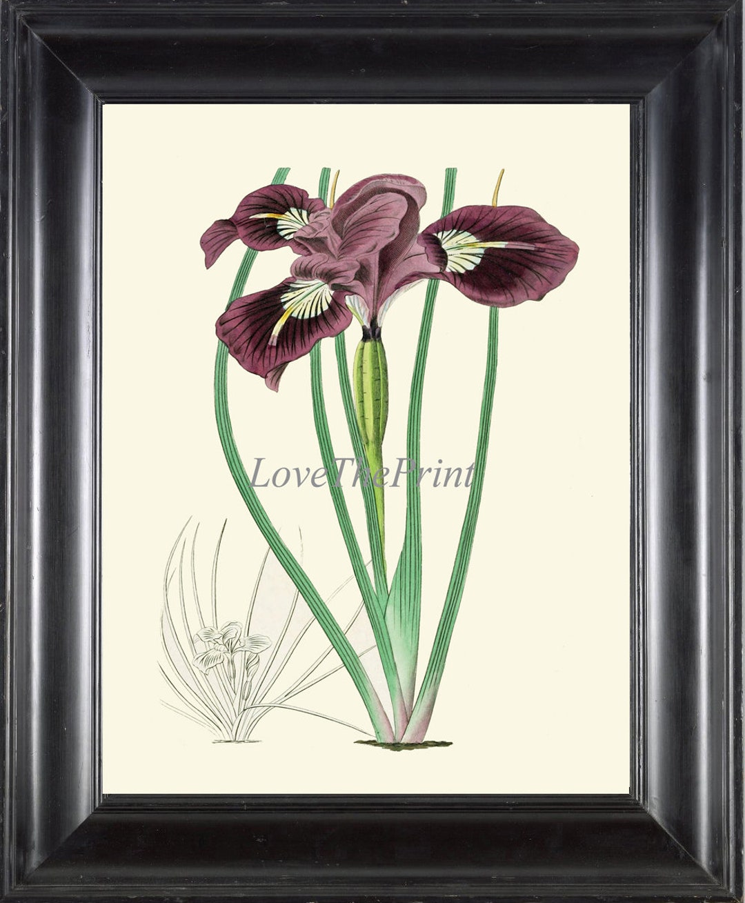 Iris Botanical Print ED37 Beautiful Antique Purple Violet Garden Nature ...