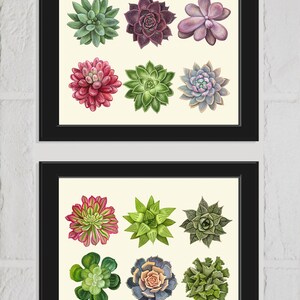 Succulents Botanical Wall Art Print Set of 2 Prints Beautiful Tropical ...