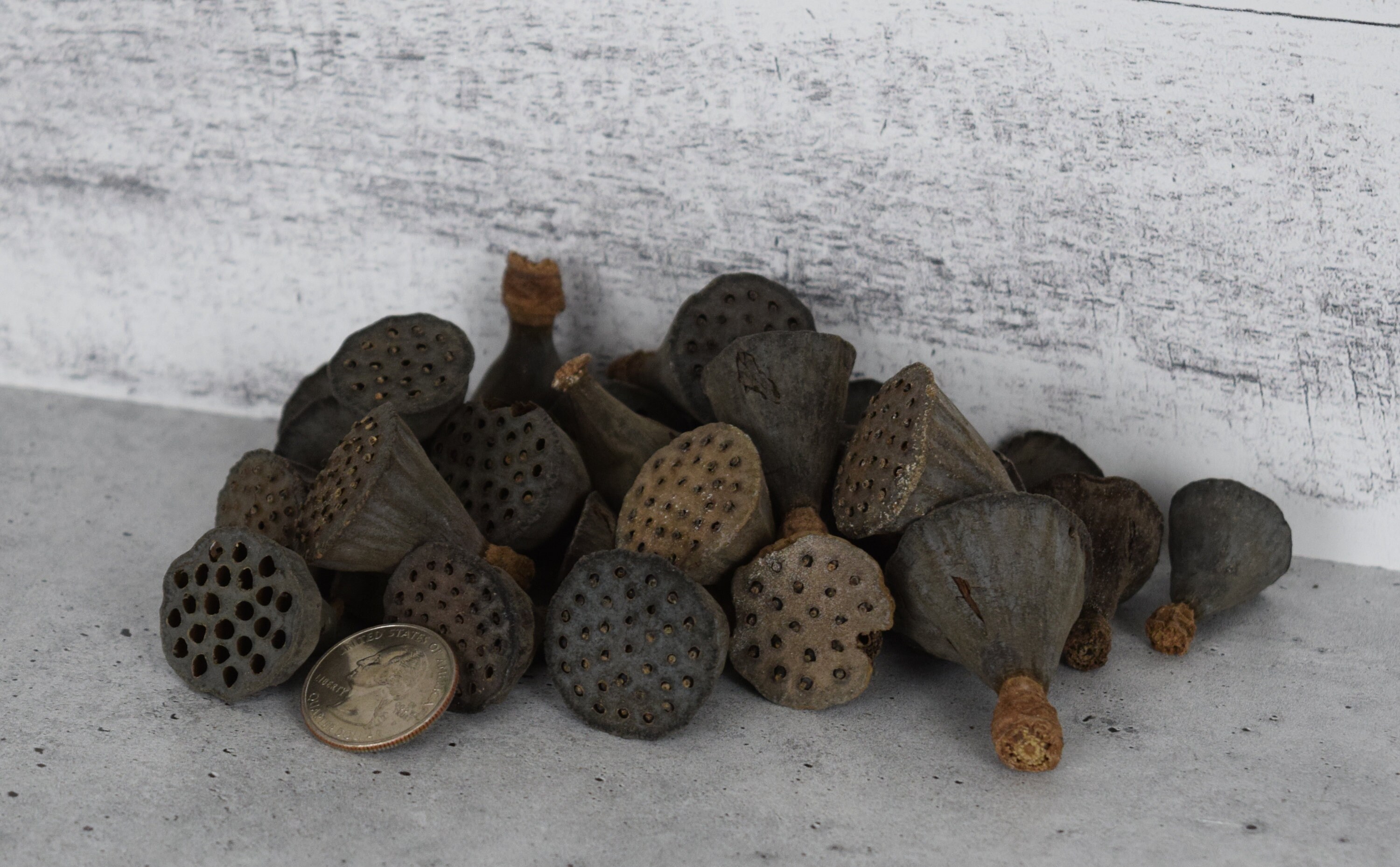 Mini Lotus Pods for Shrimp Fish Aquariums Craft Supplies - Etsy