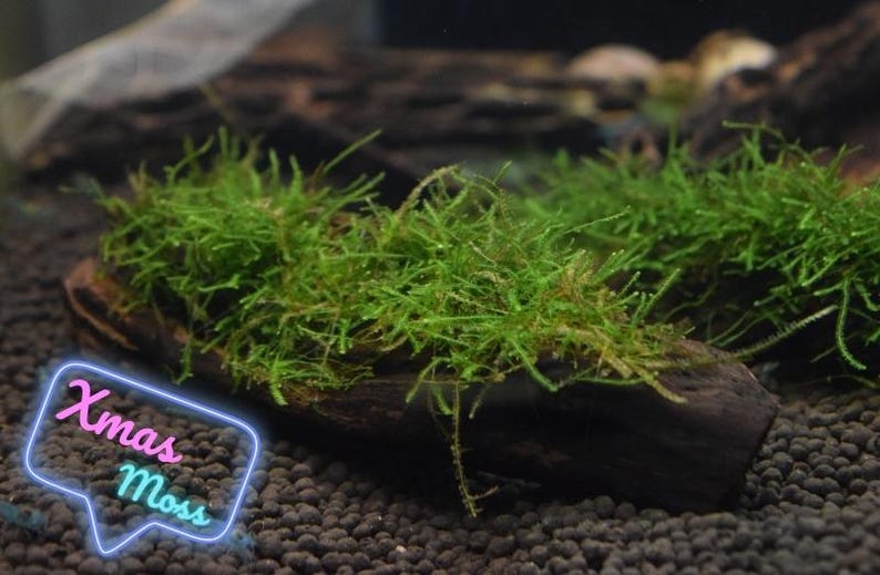 Flame Moss, Christmas Moss, or Peacock Moss on Manzanita Live Aquarium ...