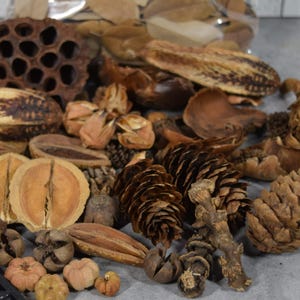 Isopod Starter Kit W/ Pods, Oak Leaf Litter and Feeding Station BEST ...