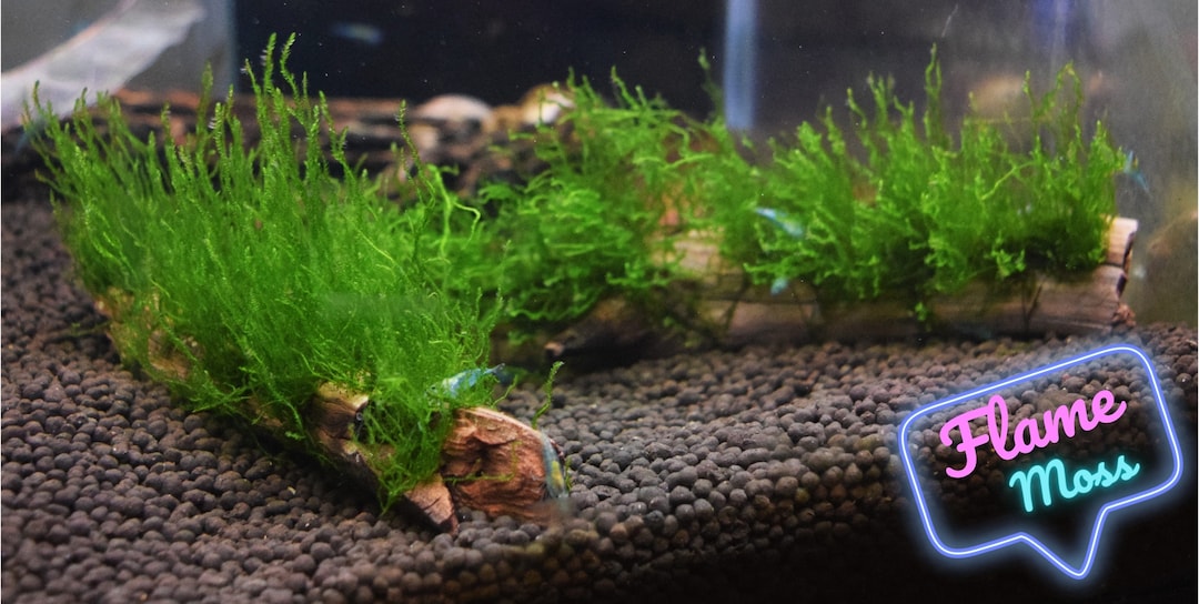 Flame Moss, Christmas Moss, or Peacock Moss on Manzanita Live Aquarium ...