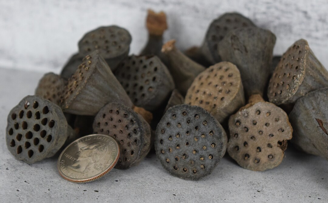 Mini Lotus Pods for Shrimp, Fish, Aquariums Craft Supplies Botanicals ...
