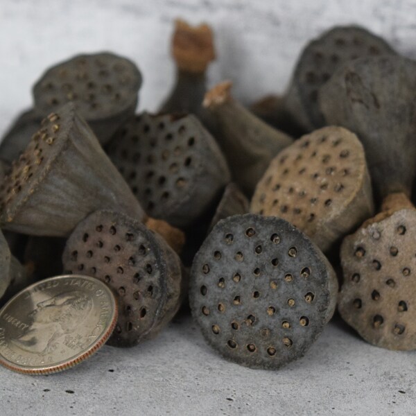 Lotus Pods - Etsy