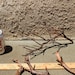 MANZANITA DRIFTWOOD Mini Nano Group 10 Pieces ( Moss Plant Aquarium ...