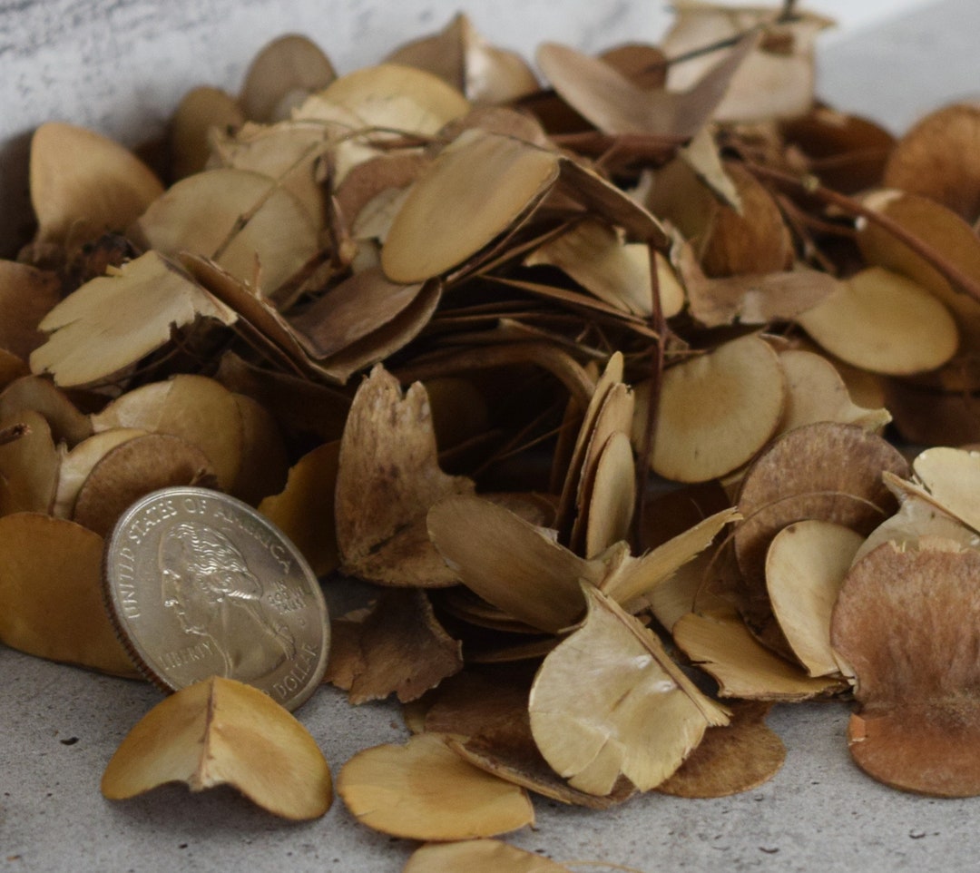 Windy Pods for Shrimp, Fish, Aquariums Craft Supplies Botanicals - Etsy