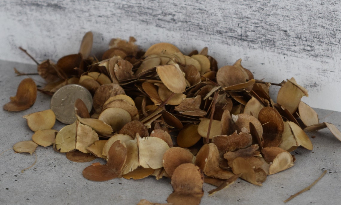 Windy Pods for Shrimp Fish Aquariums Craft Supplies - Etsy