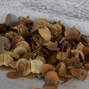 Windy Pods for Shrimp, Fish, Aquariums Craft Supplies Botanicals - Etsy