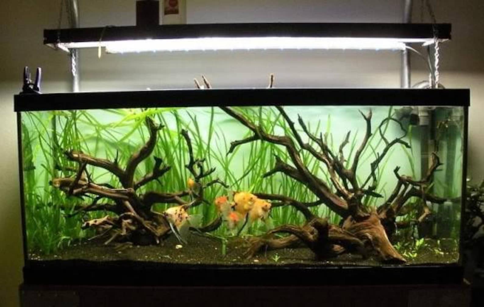 1620 MANZANITA DRIFTWOOD Buy 2 Get 1 FREE Moss - Etsy