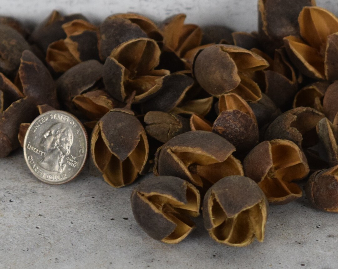 Bakuli Pods for Shrimp, Fish, Aquariums Craft Supplies Botanicals - Etsy