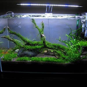16"-20" MANZANITA DRIFTWOOD Buy 2 Get 1 FREE! ( Moss Plant Aquarium ...